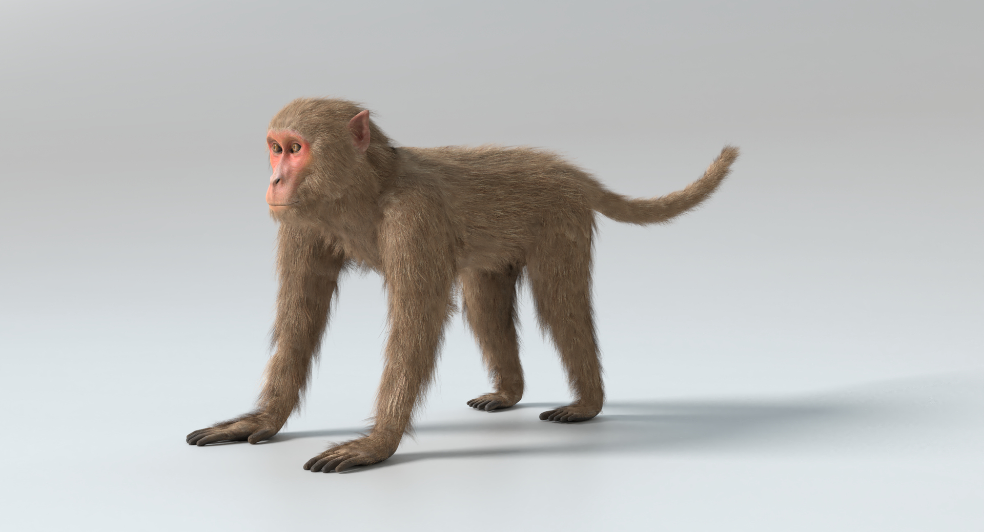 3D monkey animations - TurboSquid 1384680
