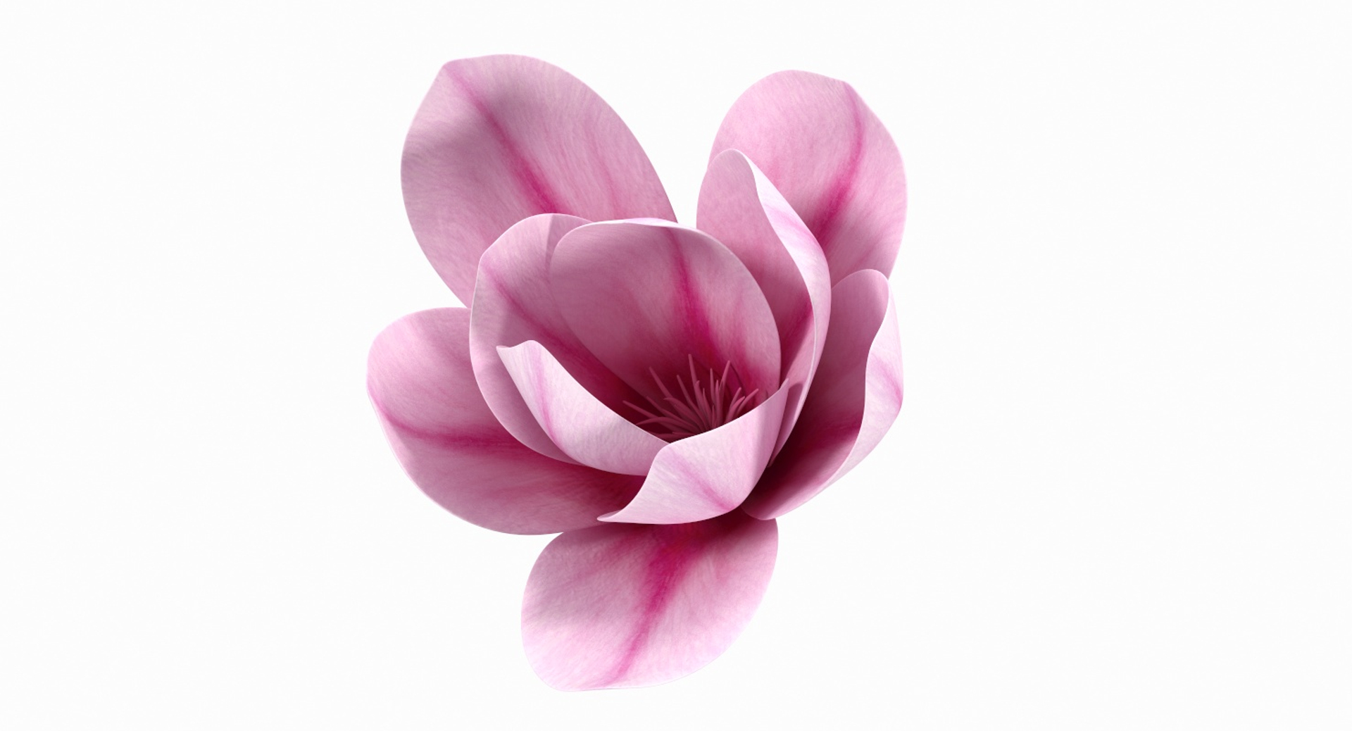 Magnolia Flower Plant 3D Model - TurboSquid 1410140