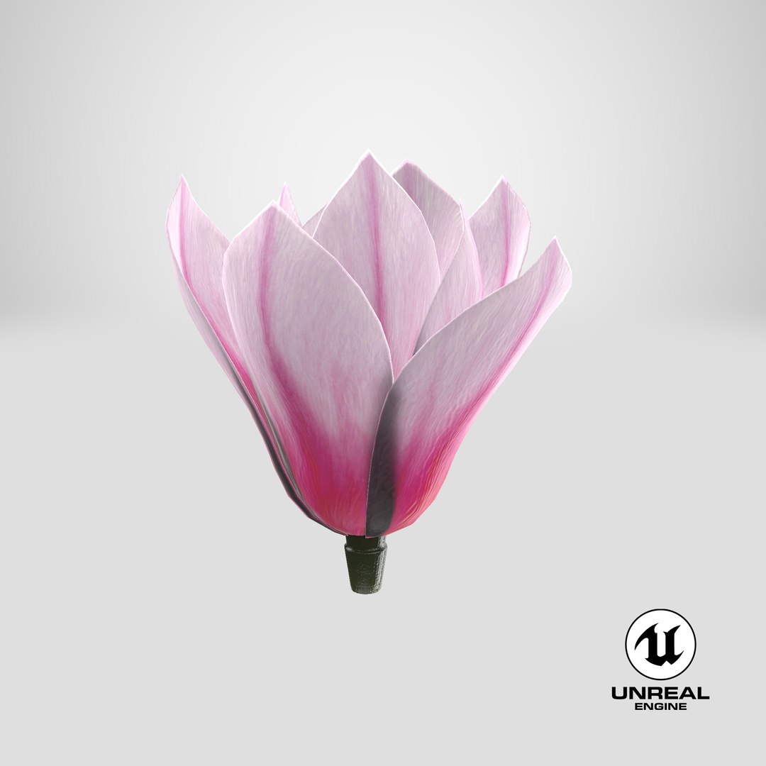 Magnolia flower plant 3D model - TurboSquid 1410140
