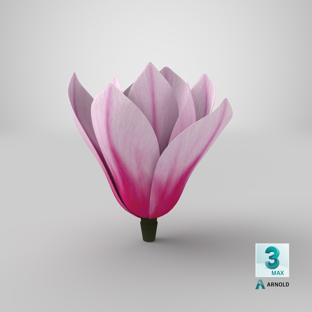 Magnolia flower plant 3D model - TurboSquid 1410140