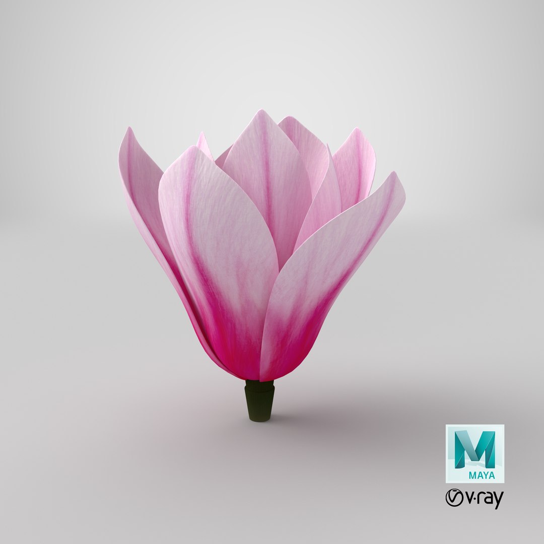 Magnolia flower plant 3D model - TurboSquid 1410140