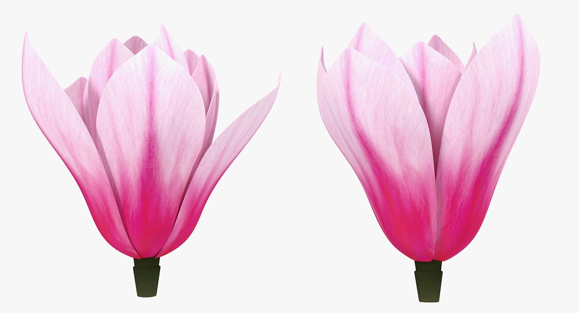 Magnolia flower plant 3D model - TurboSquid 1410140