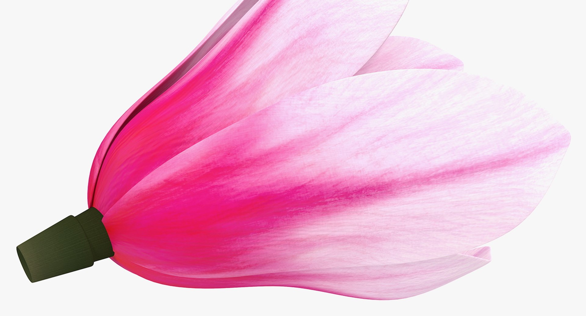 Magnolia flower plant 3D model - TurboSquid 1410140