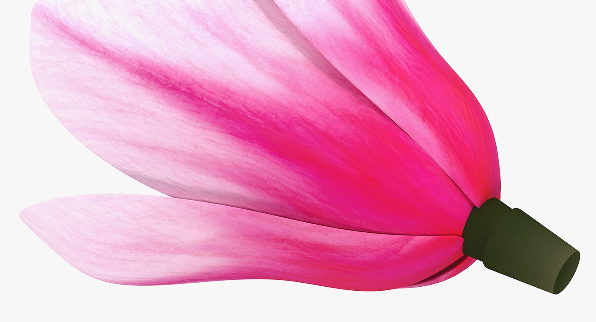 Magnolia flower plant 3D model - TurboSquid 1410140