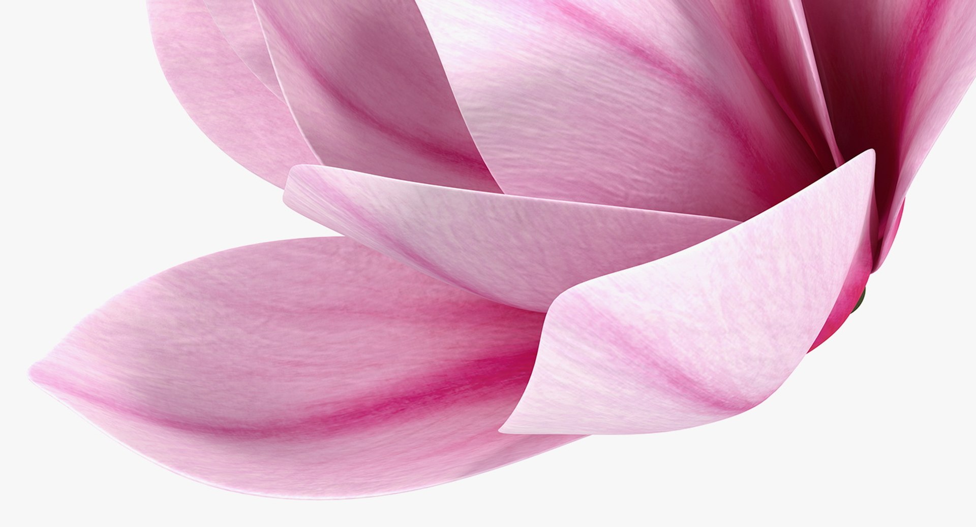 Magnolia flower plant 3D model - TurboSquid 1410140