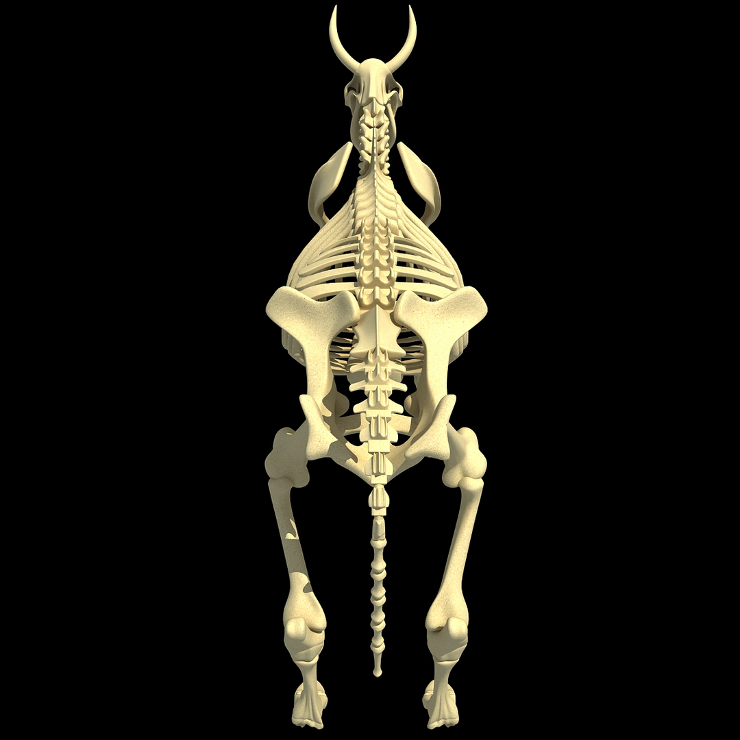 cow skeleton 3d max
