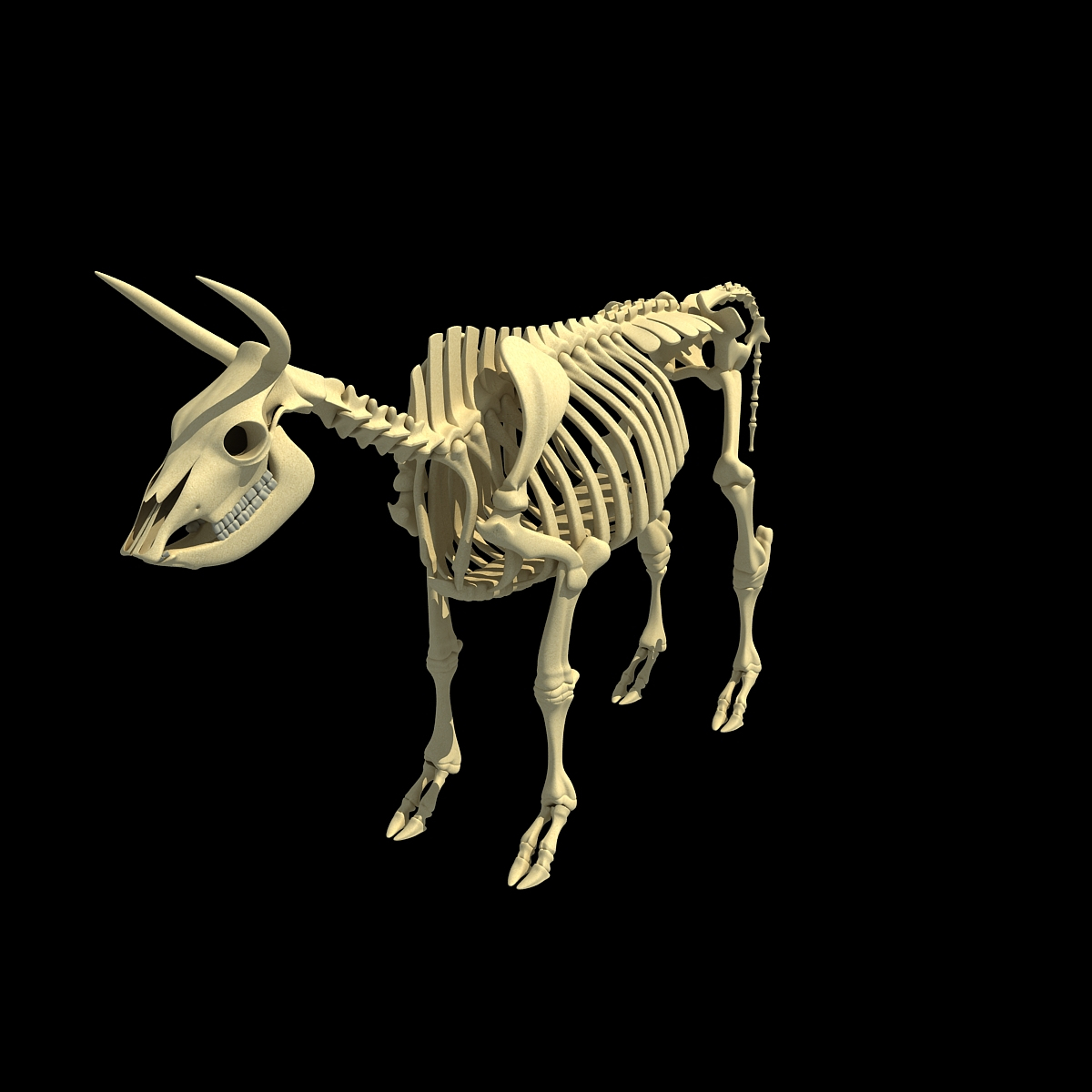 cow skeleton 3d max