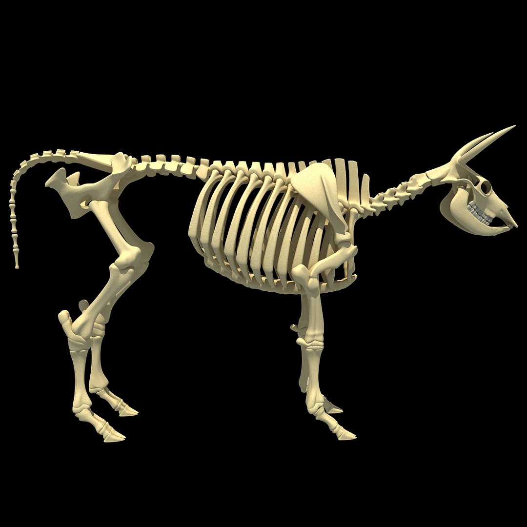 Cow Skeleton 3d Max