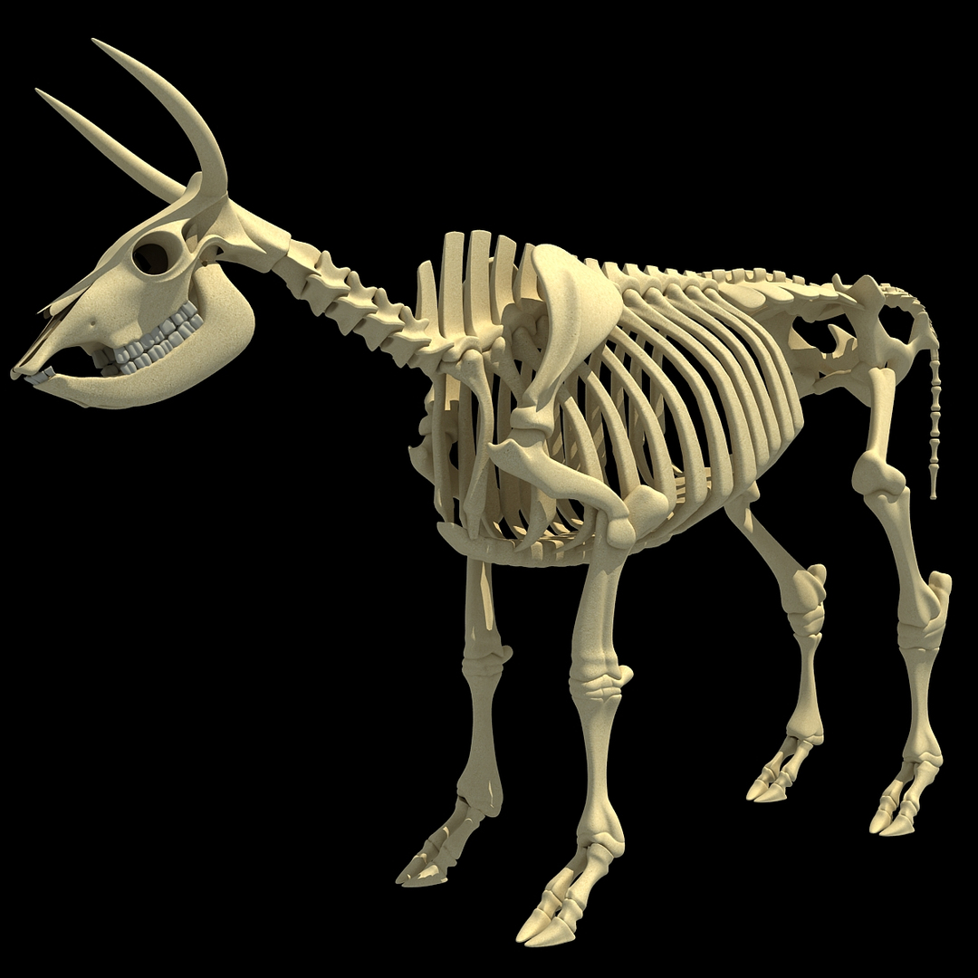 cow skeleton 3d max