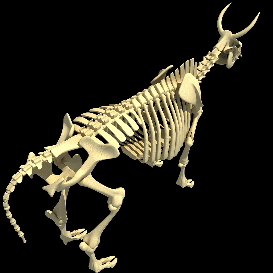 cow skeleton 3d max