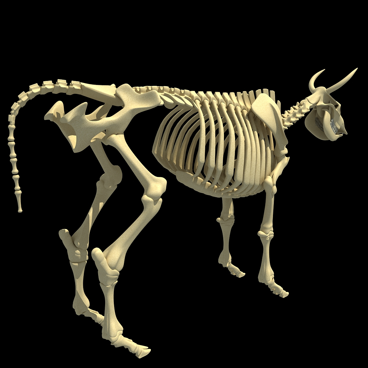 cow skeleton 3d max