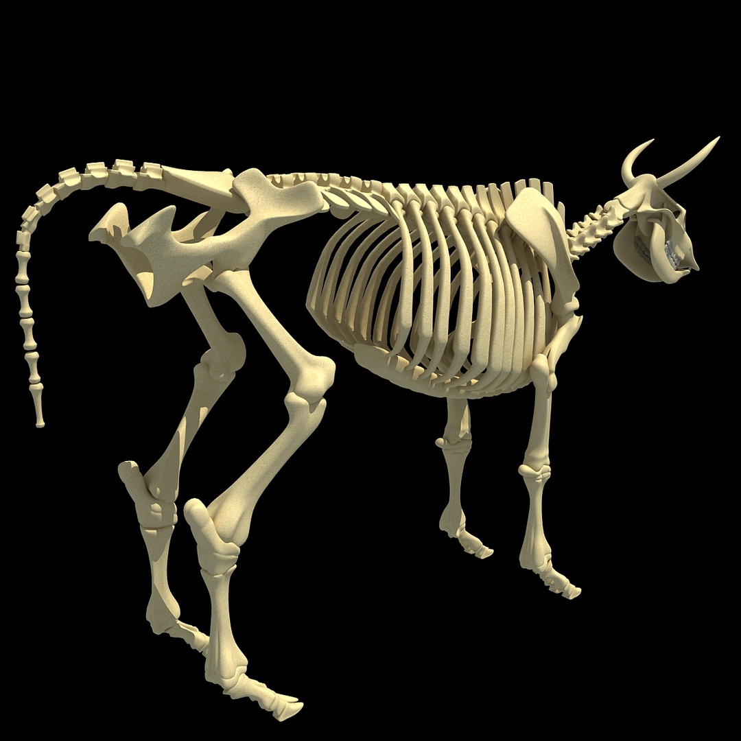 cow skeleton 3d max
