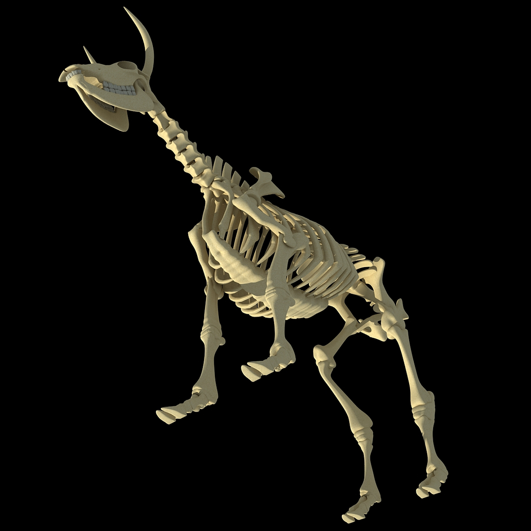 cow skeleton 3d max