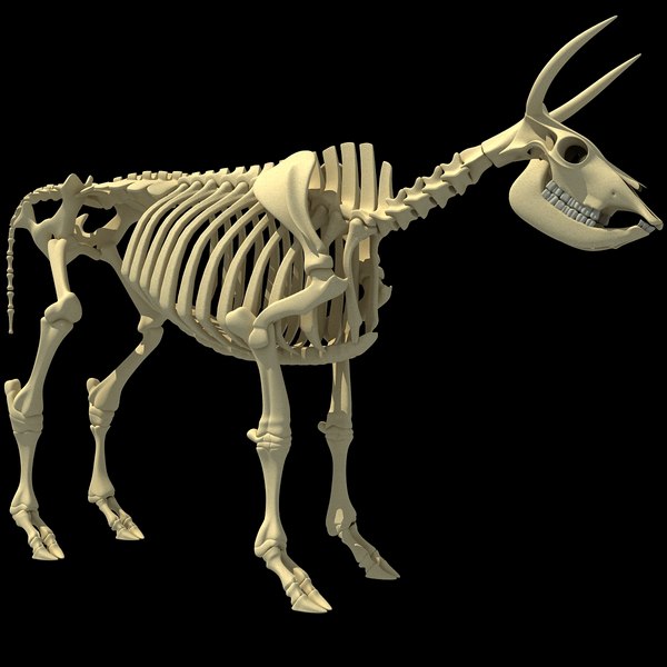 cow skeleton 3d max