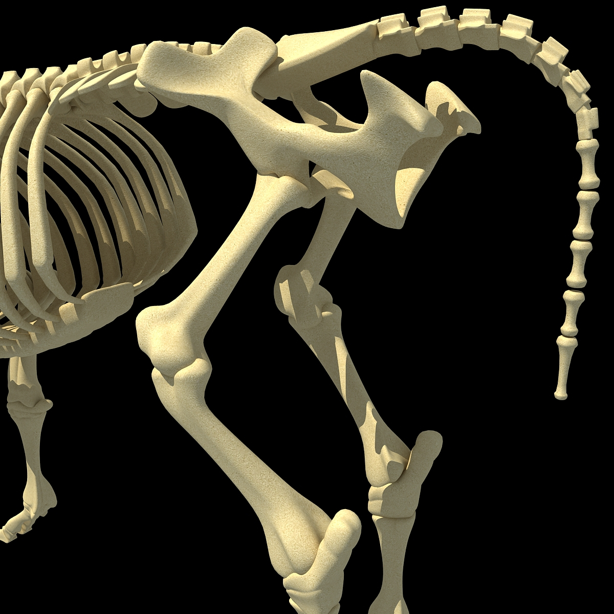 cow skeleton 3d max