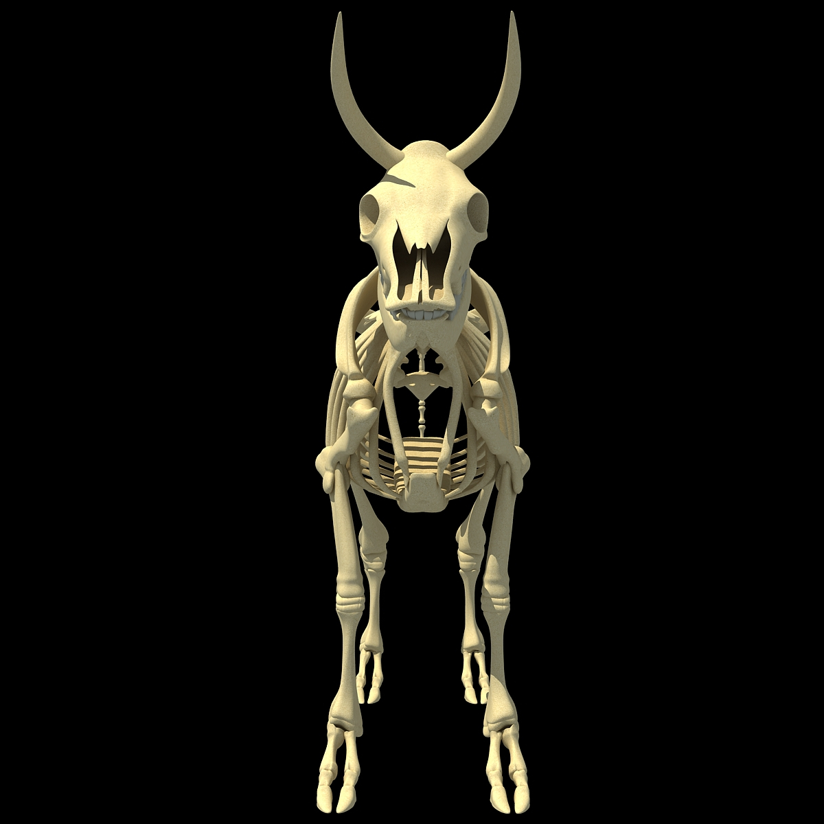 cow skeleton 3d max