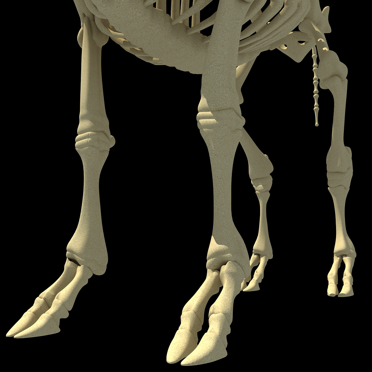 cow skeleton 3d max