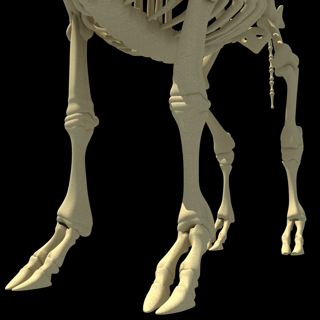 Cow Skeleton 3d Max