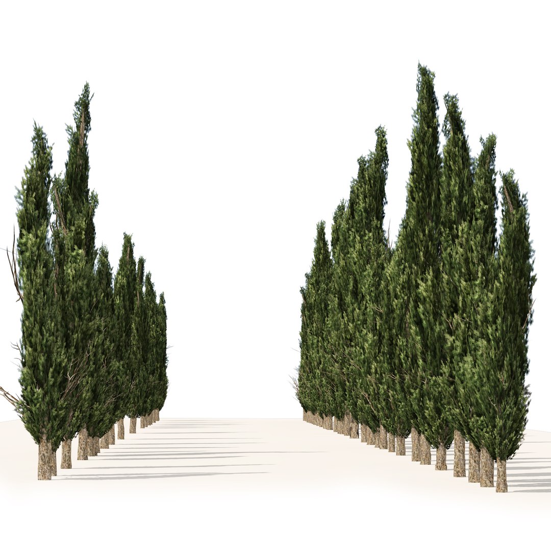 3D Model Italian Cypress Trees Row - TurboSquid 2024888