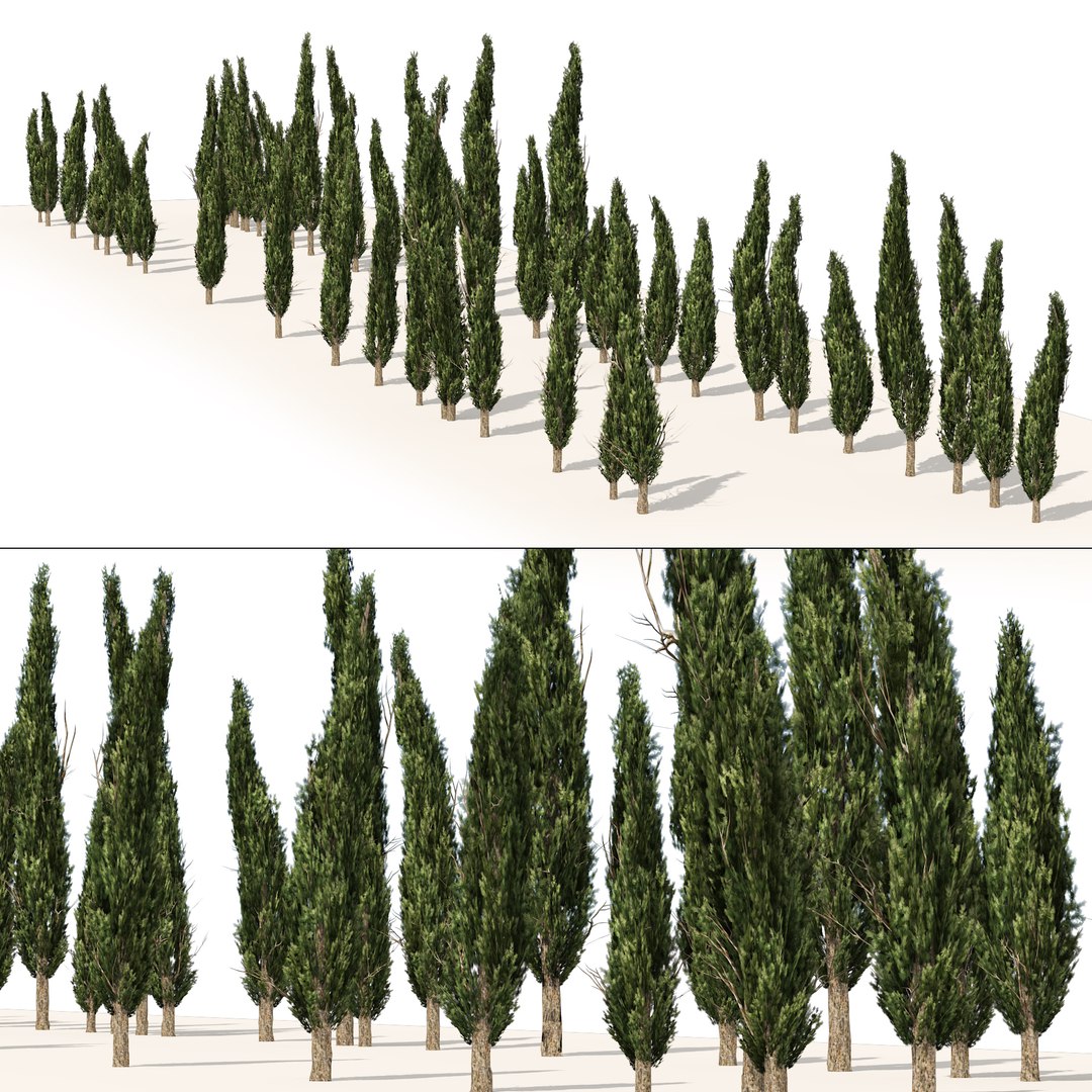 3D Model Italian Cypress Trees Row - TurboSquid 2024888