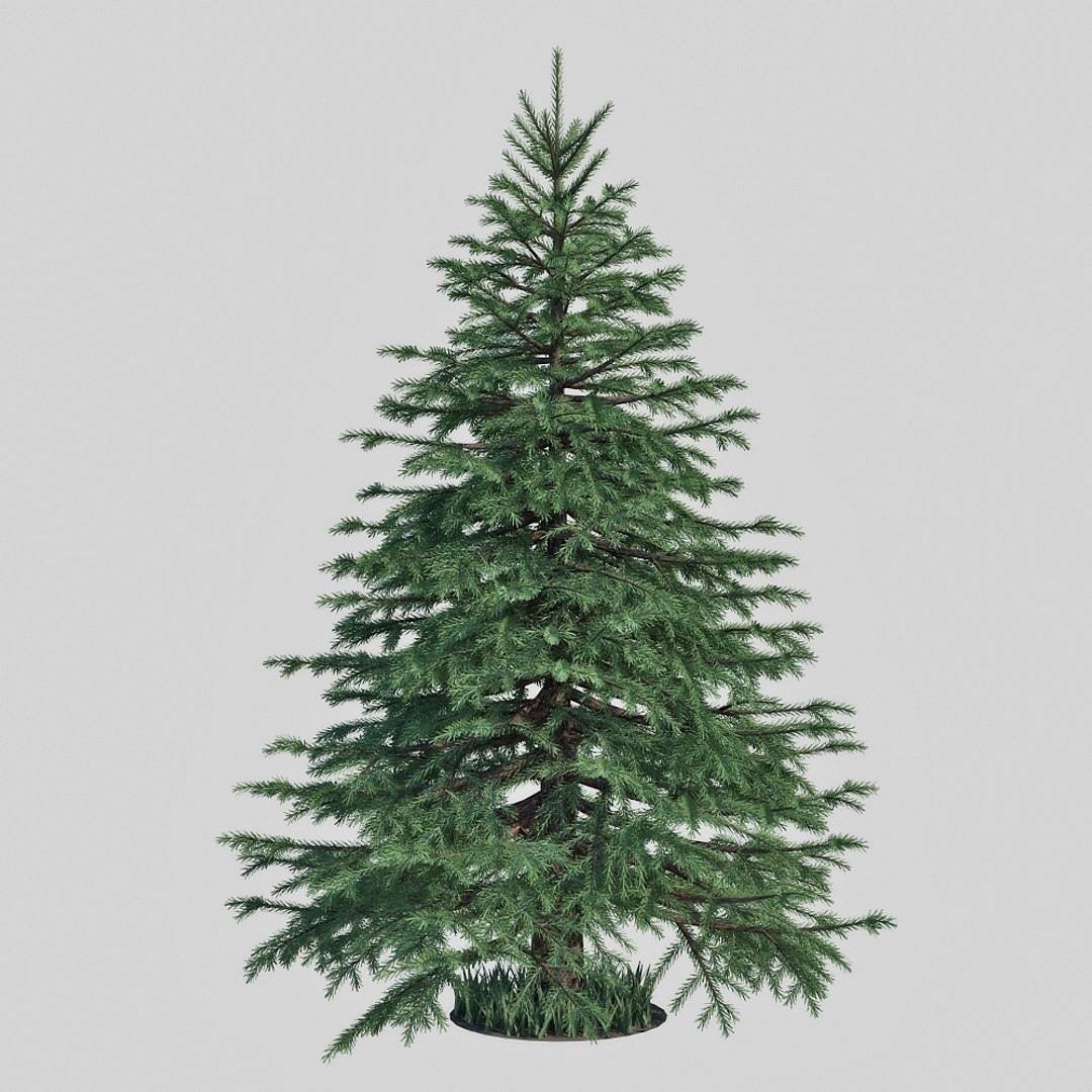 Spruce Tree 3d Obj