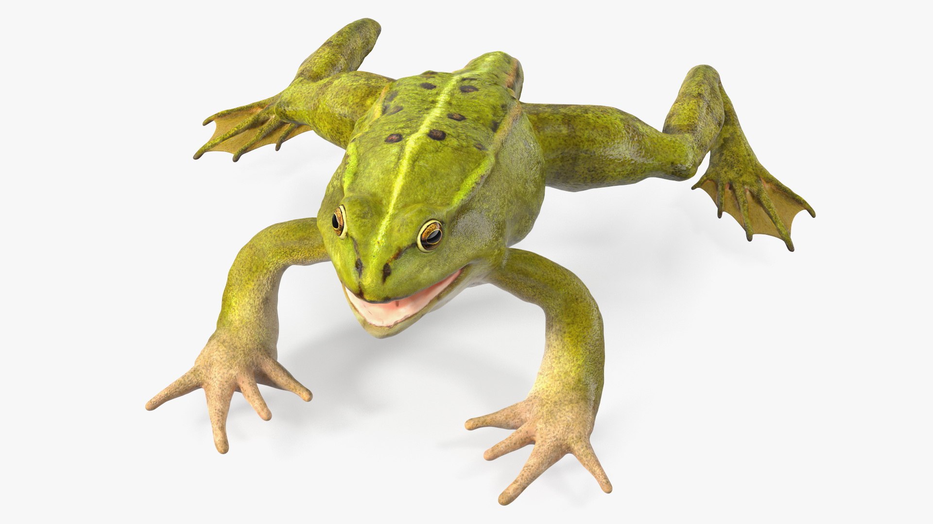 Froglet Rigged for Maya 3D model - TurboSquid 1717395