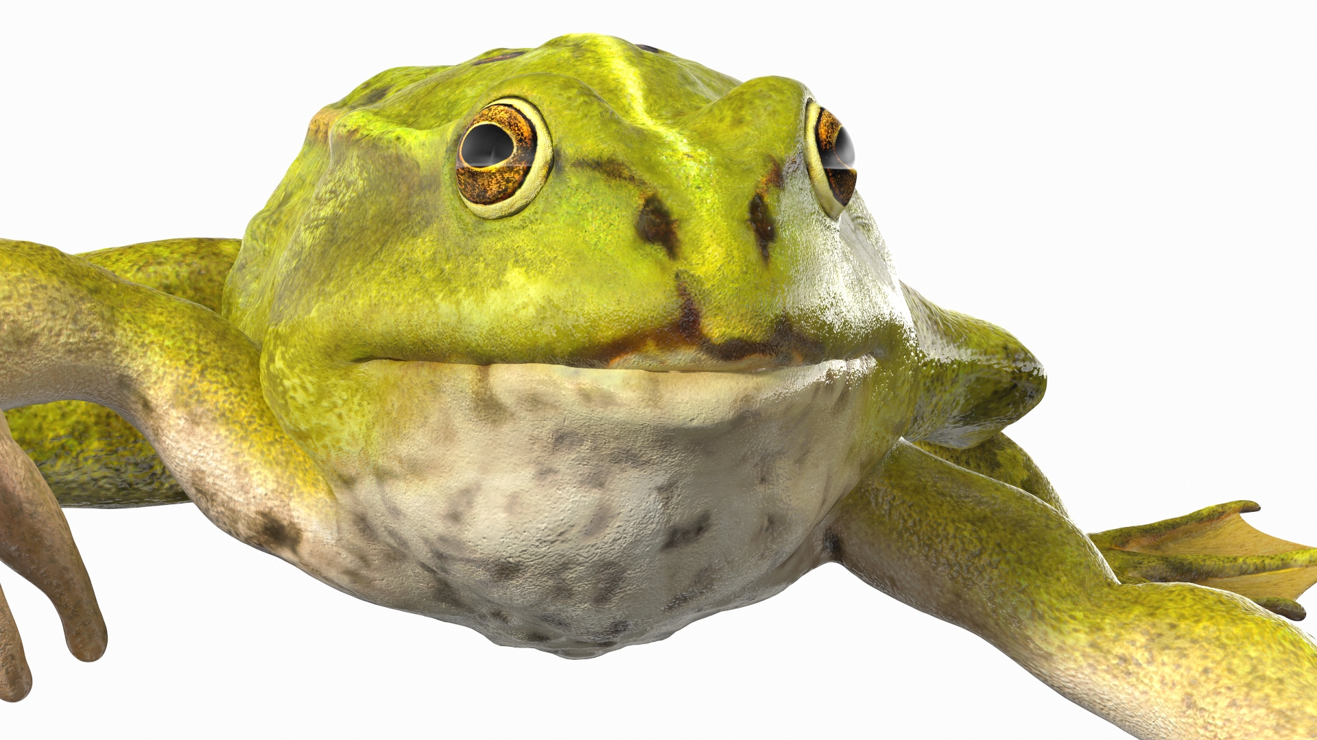 Froglet Rigged for Maya 3D model - TurboSquid 1717395