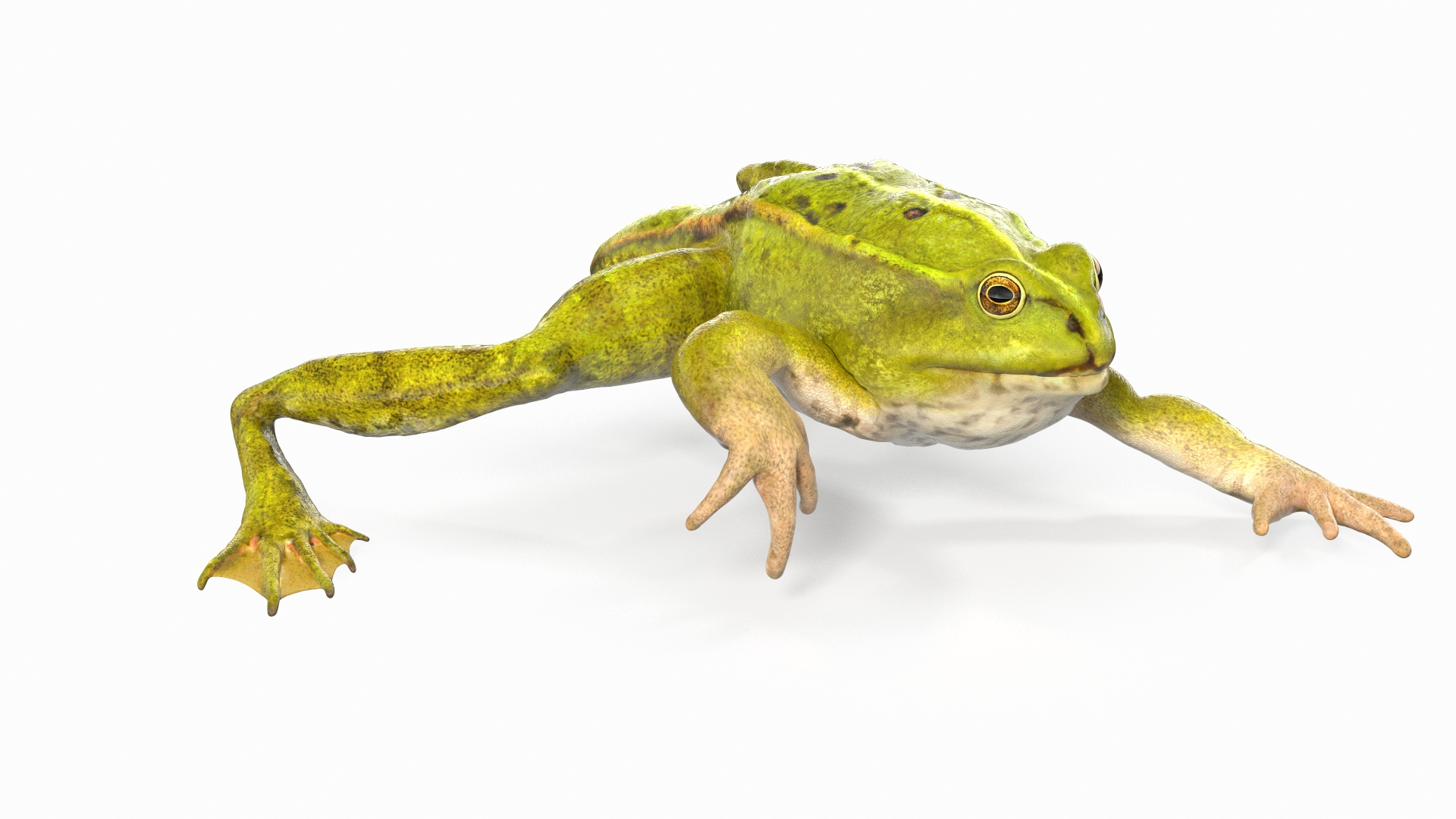 Froglet Rigged for Maya 3D model - TurboSquid 1717395