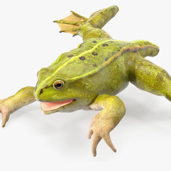 Frog 3D Models for Download | TurboSquid