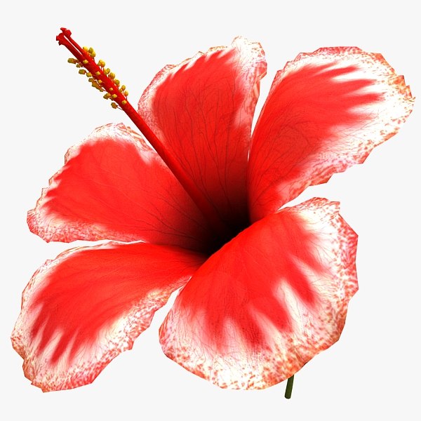 hibiscus flower max