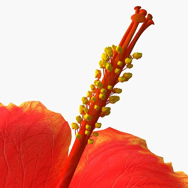 hibiscus flower s