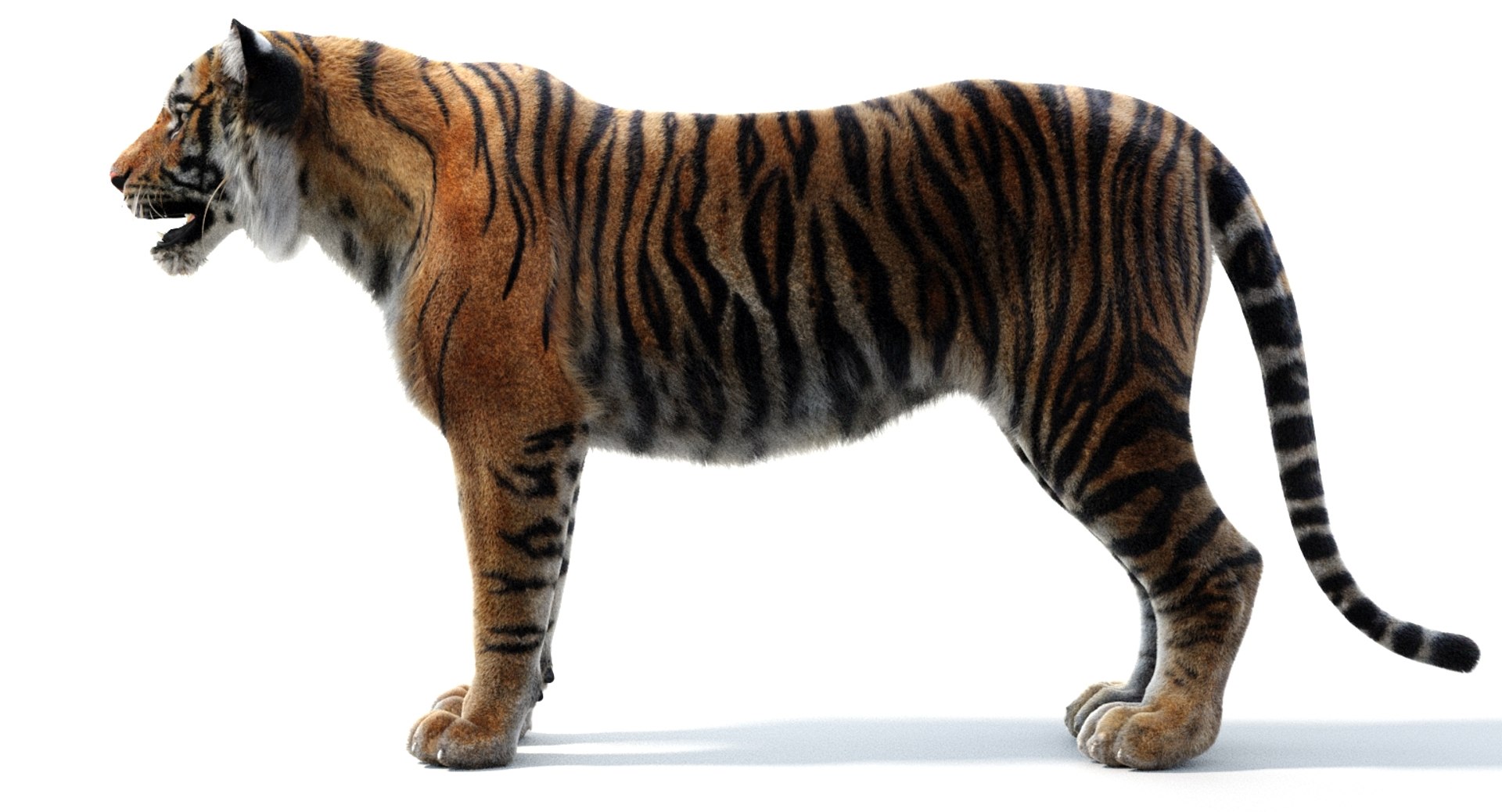 Sumatran tiger fur model - TurboSquid 1198037