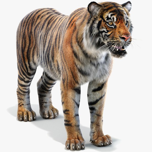 Tiger 3D Models for Download | TurboSquid