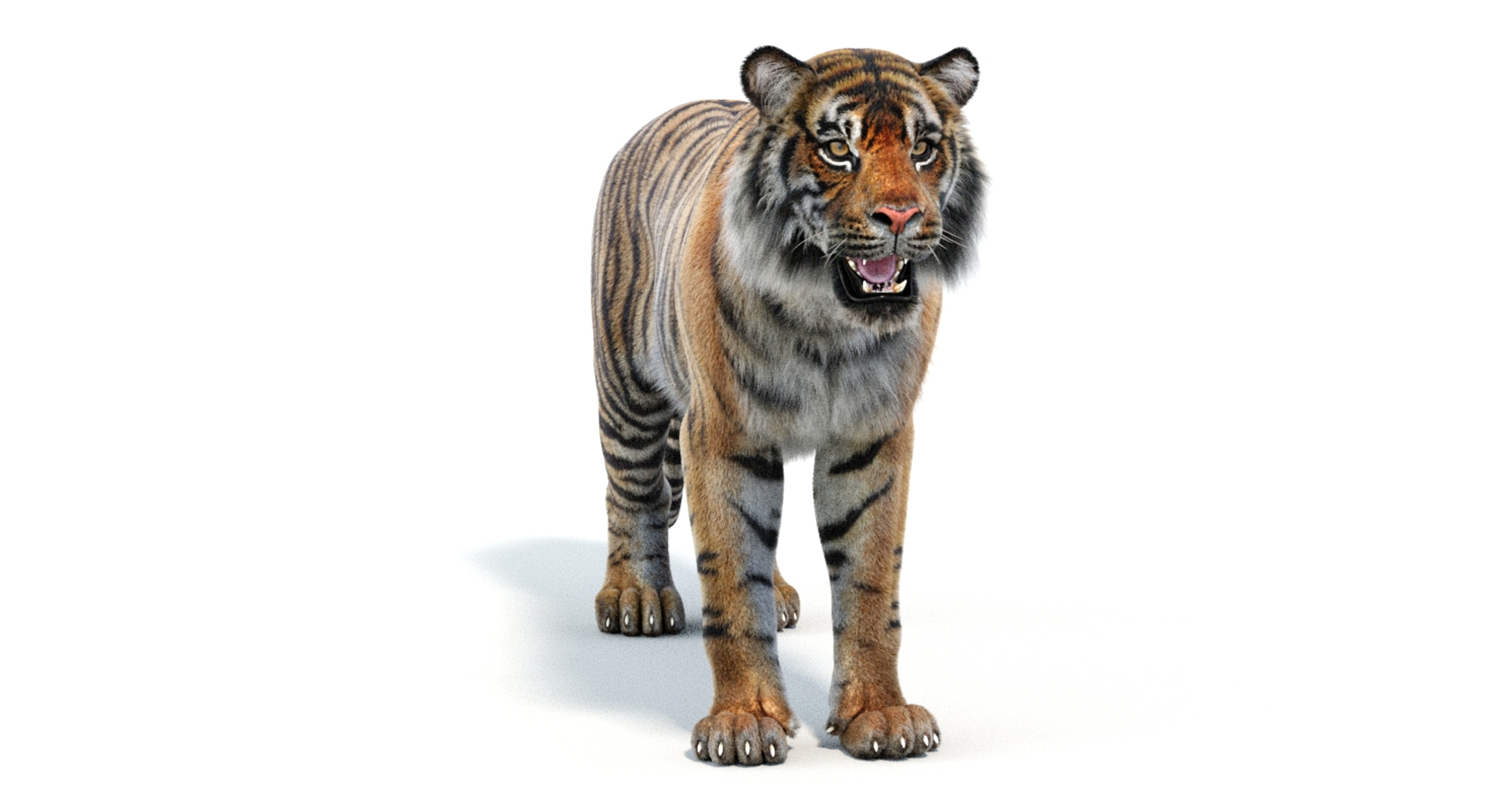 Sumatran Tiger Fur Model - TurboSquid 1198037