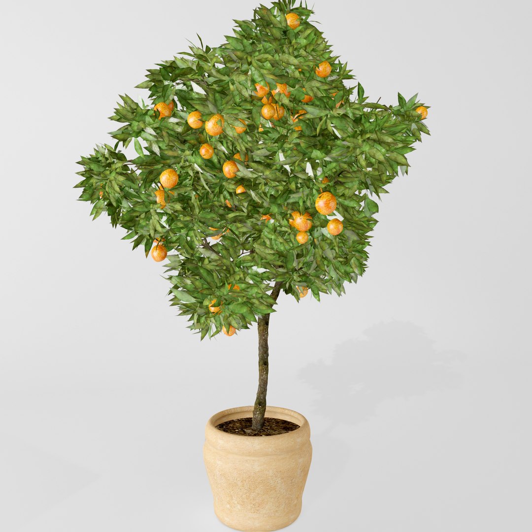 3d Model Orange Tree