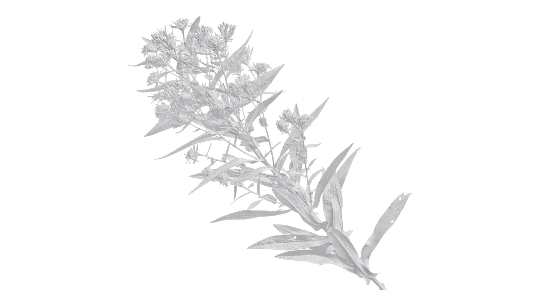Anydrafts Aster Alpinus Atlas 03 Textures Model - TurboSquid 2352439