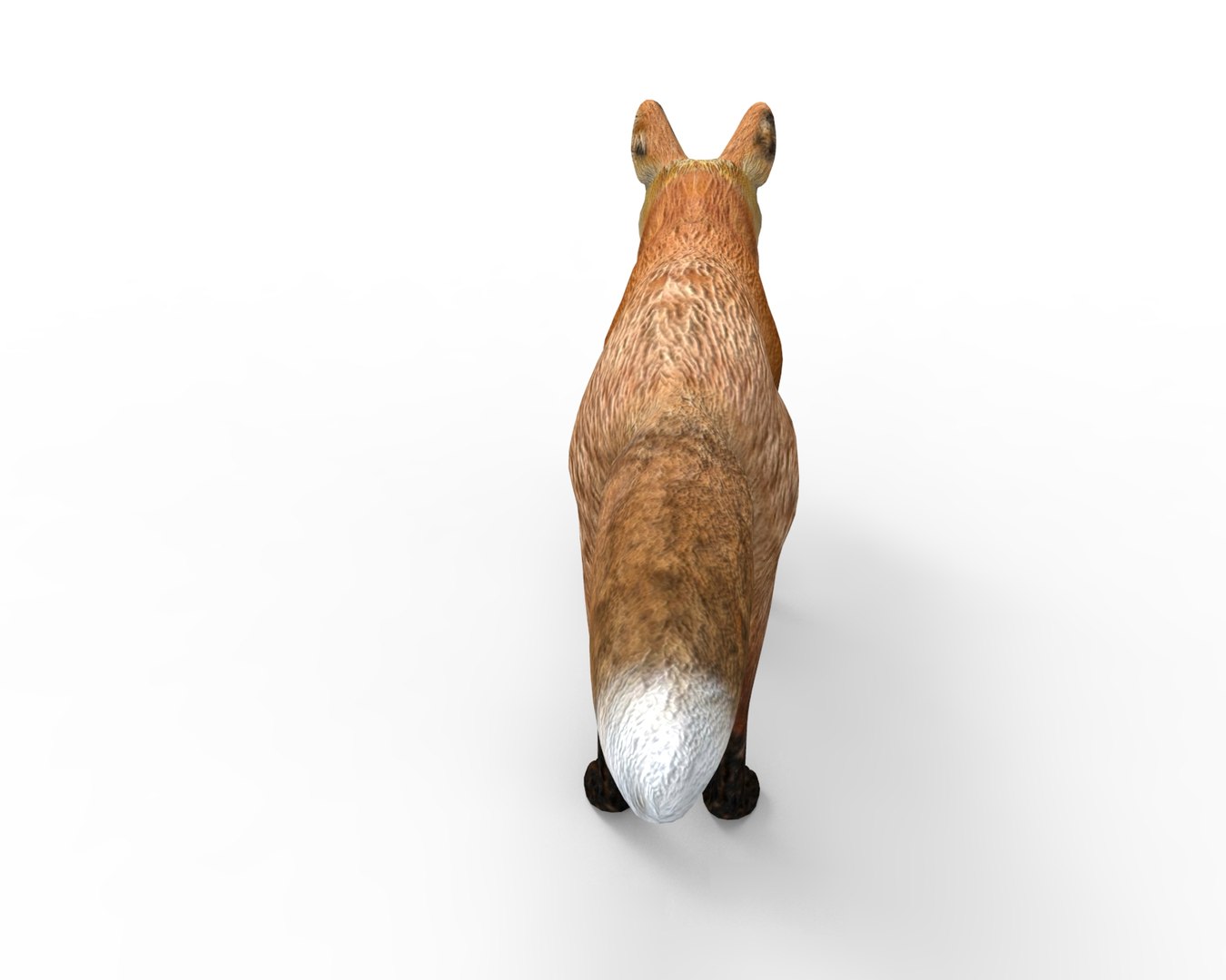 3D Fox Ready Model - TurboSquid 1205889