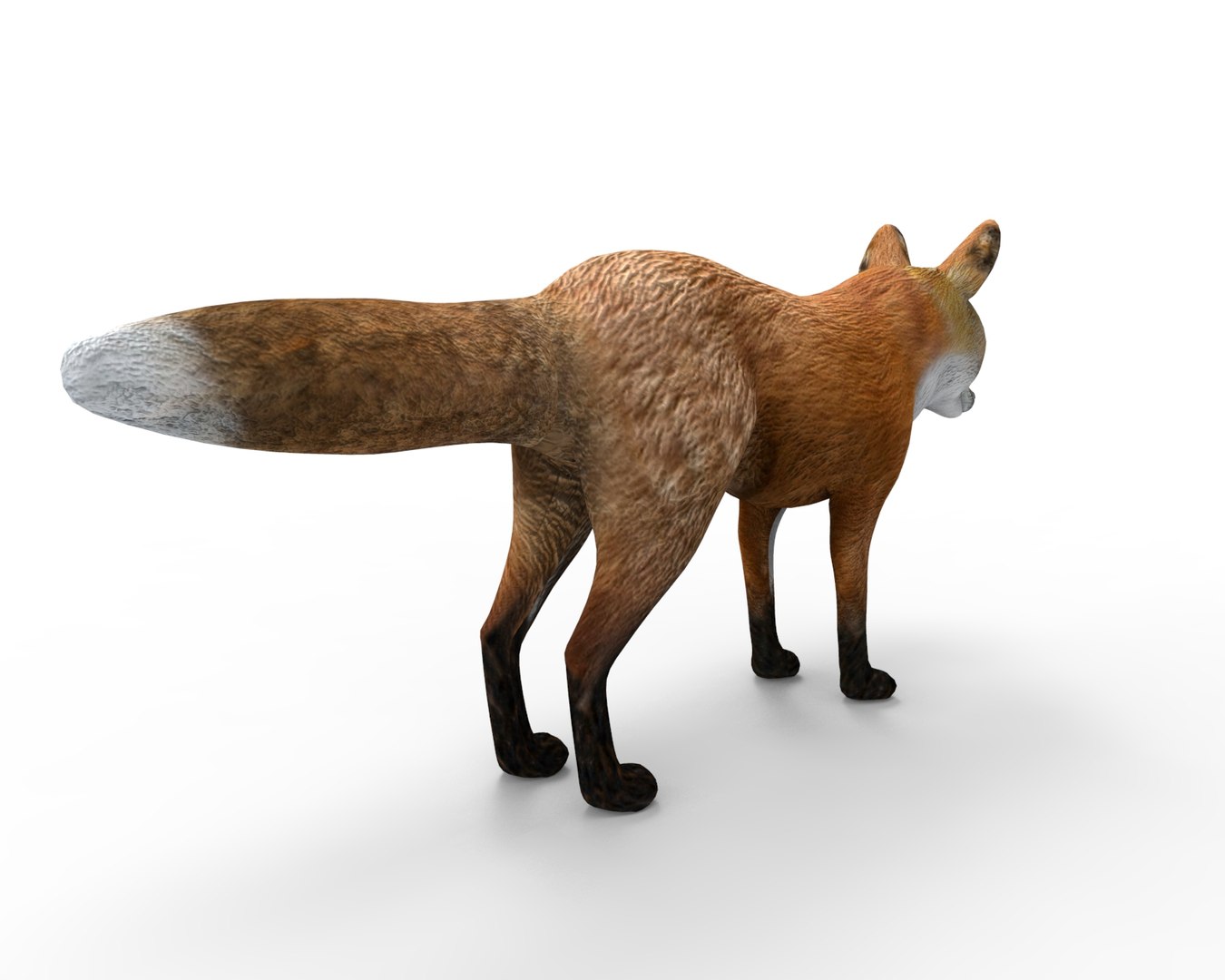 3D Fox Ready Model - TurboSquid 1205889