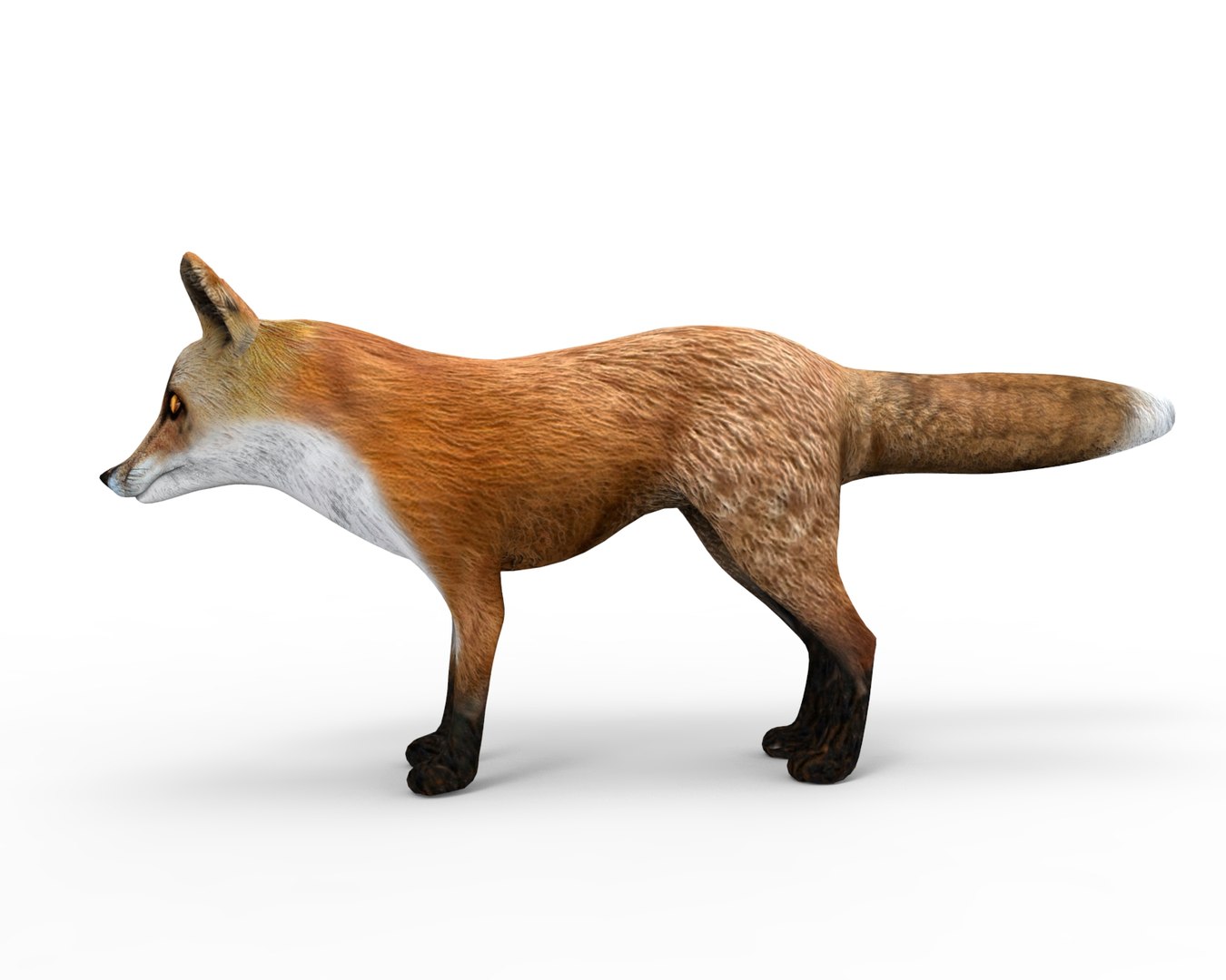 3D Fox Ready Model - TurboSquid 1205889