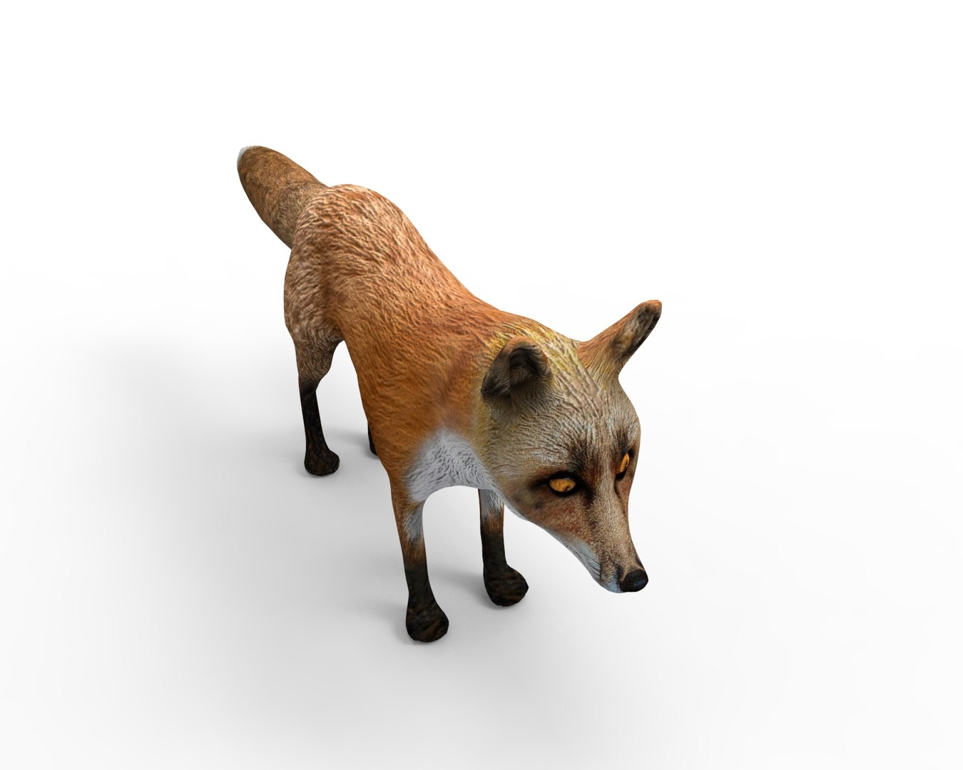 3D Fox Ready Model - TurboSquid 1205889