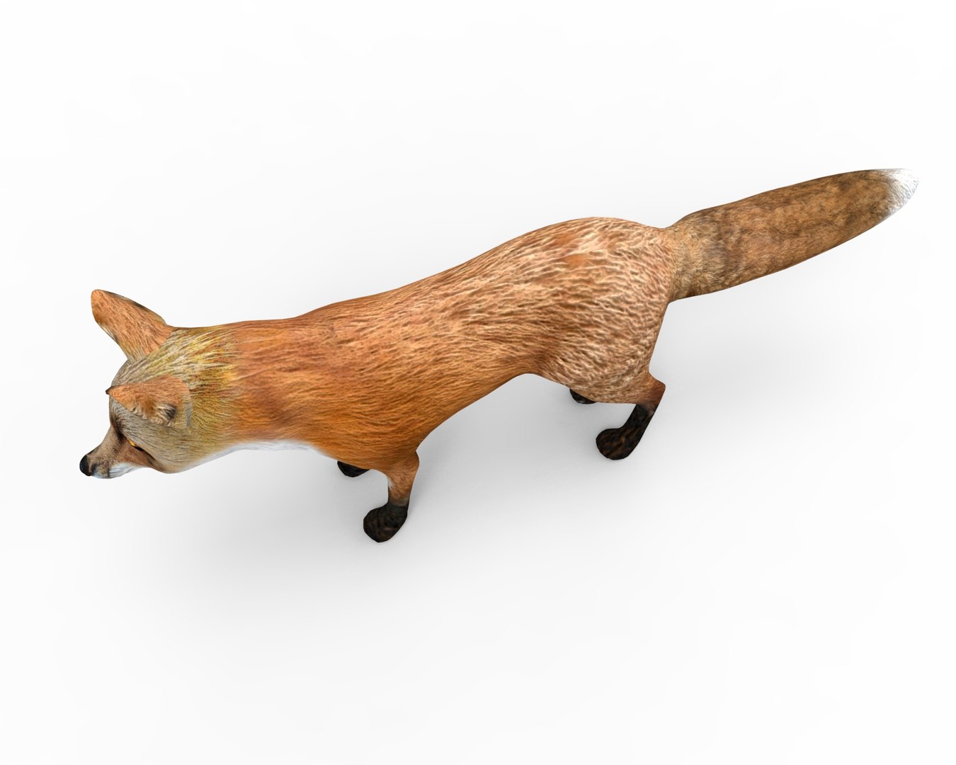 3D Fox Ready Model - TurboSquid 1205889