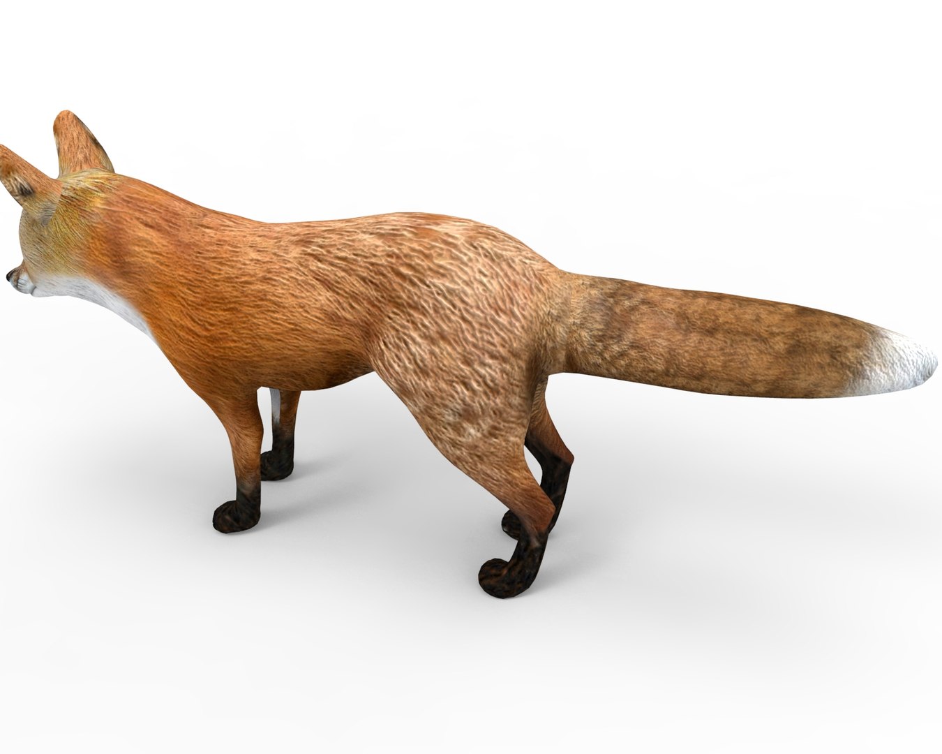 3D Fox Ready Model - TurboSquid 1205889
