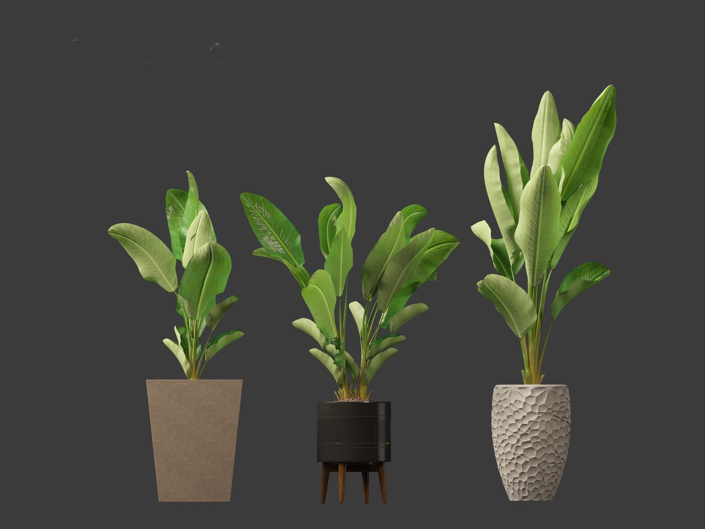 Strelitzia Nicolai - Natal Wild Banana Tree 3D - TurboSquid 2138241