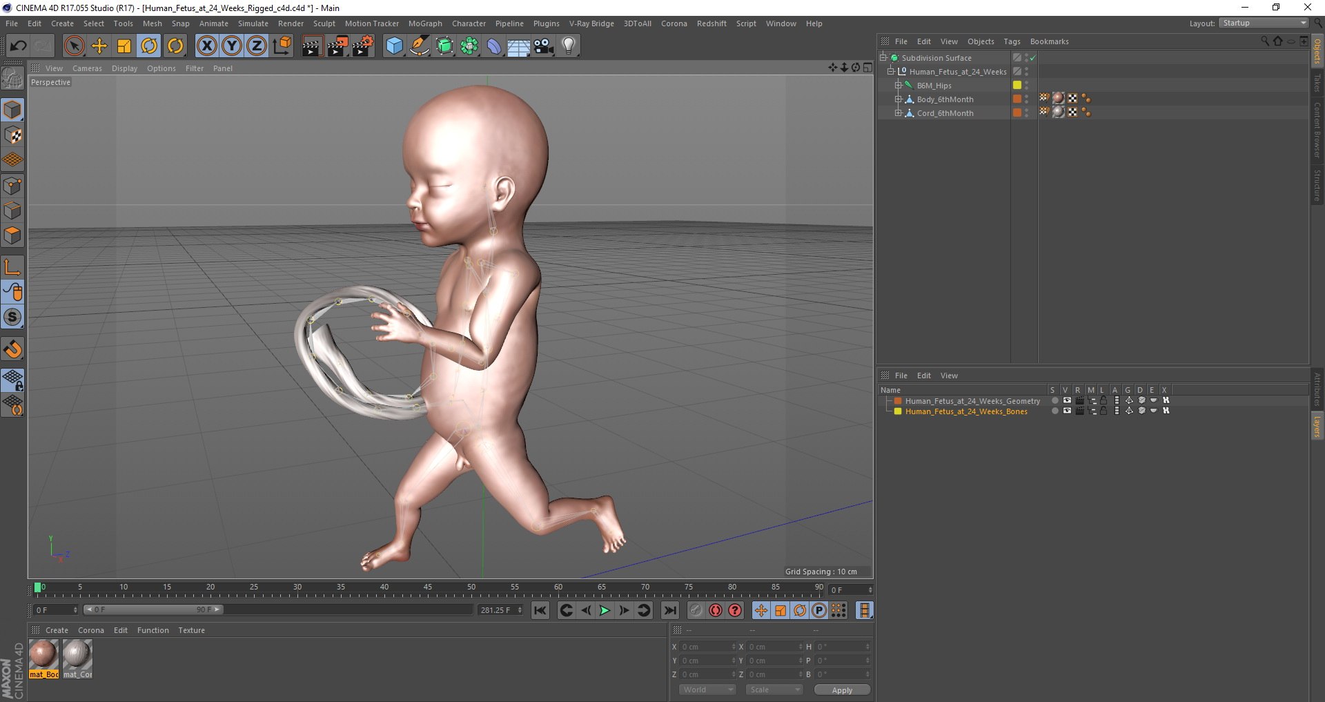 Human Fetus 24 Weeks Model - TurboSquid 1663050