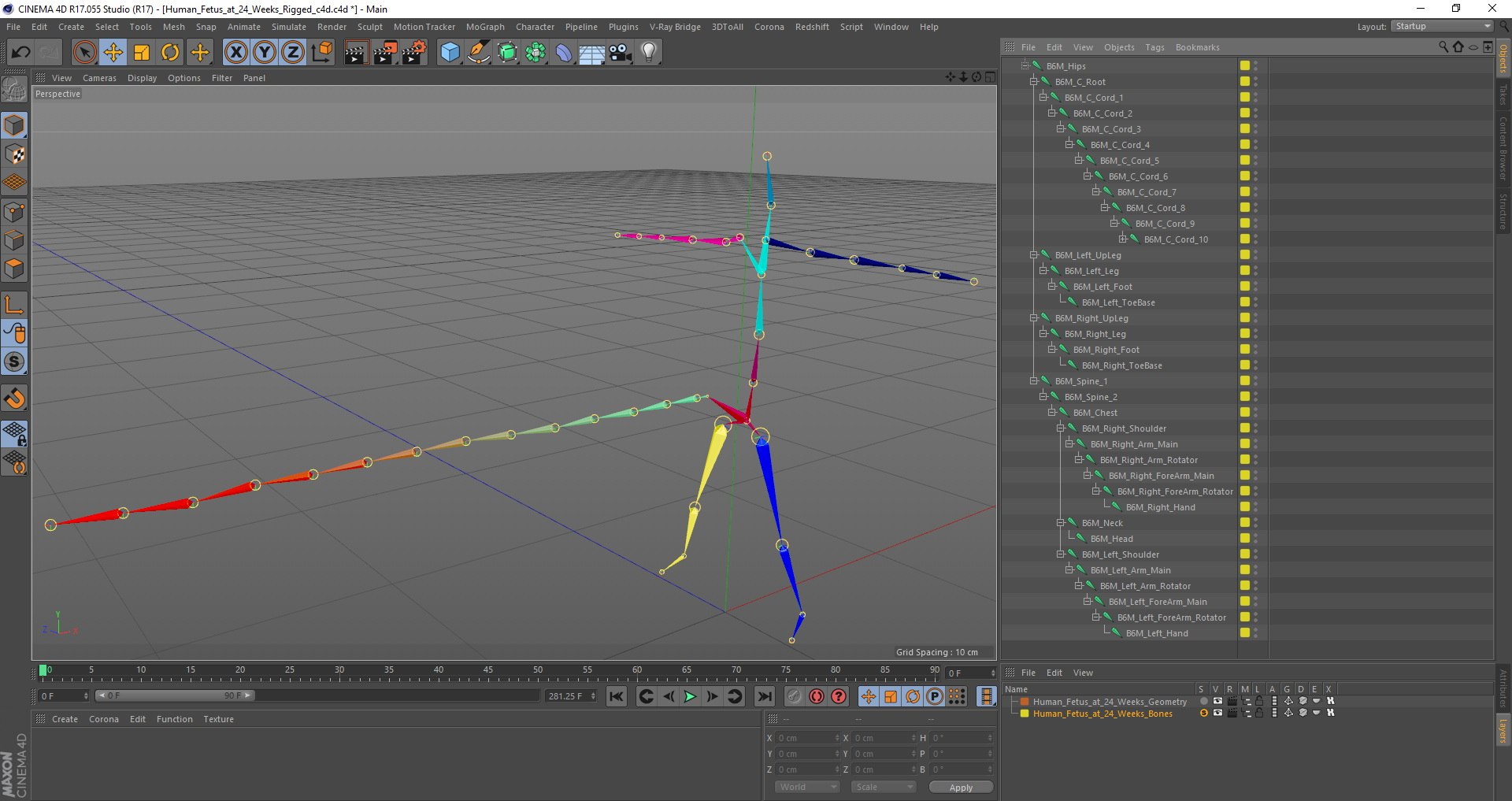 Human Fetus 24 Weeks Model - TurboSquid 1663050
