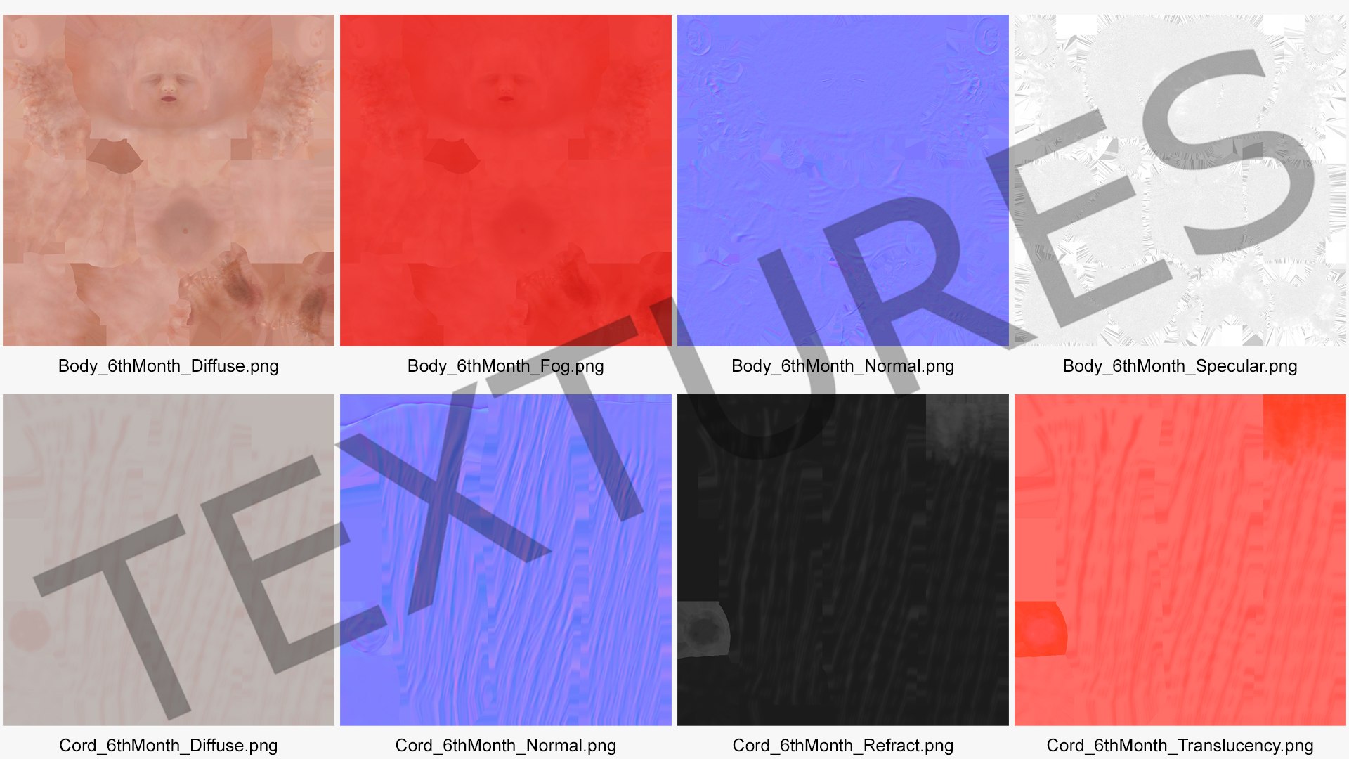 Human Fetus 24 Weeks Model - TurboSquid 1663050