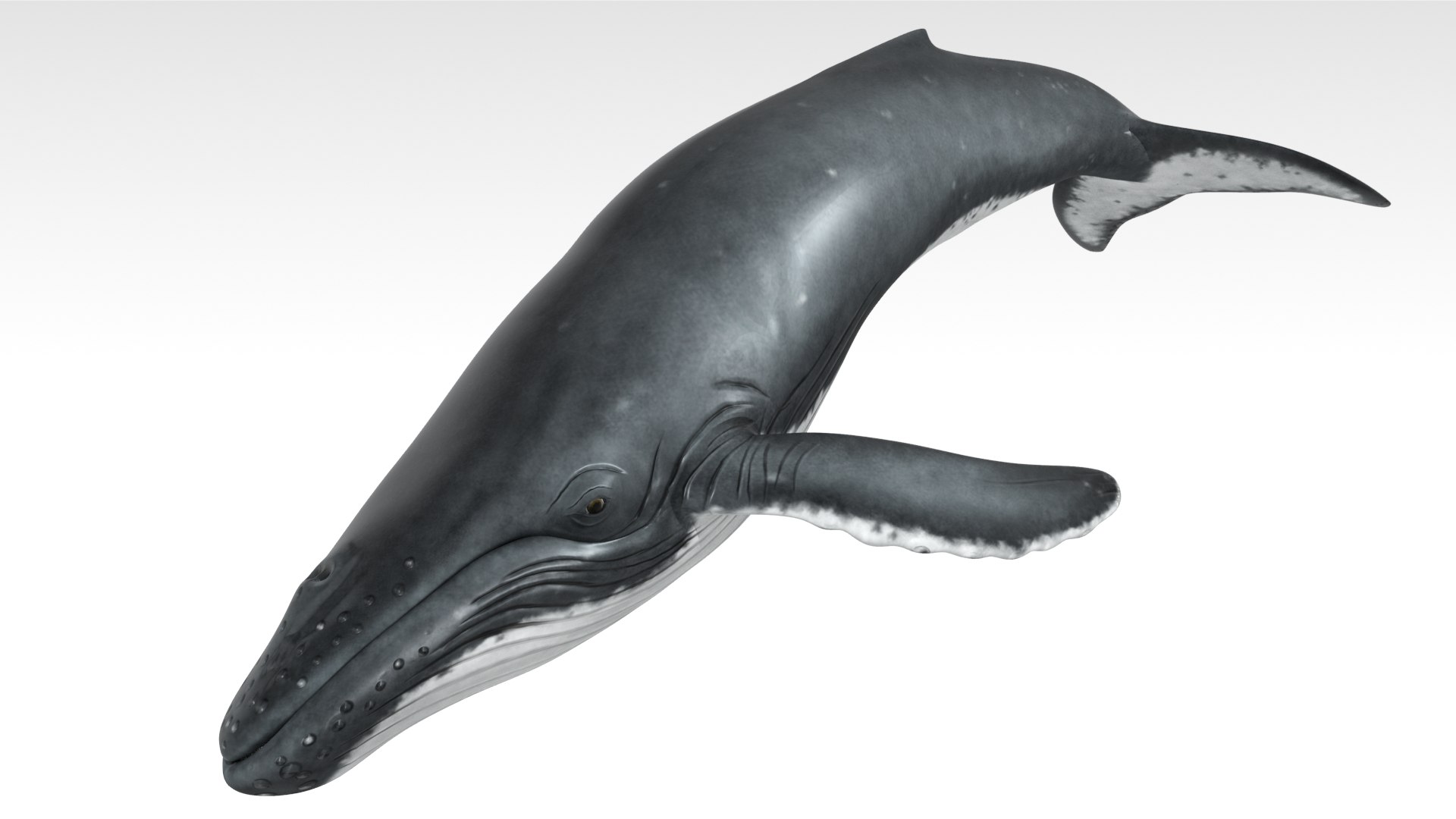 Humpback 3D model - TurboSquid 2176992