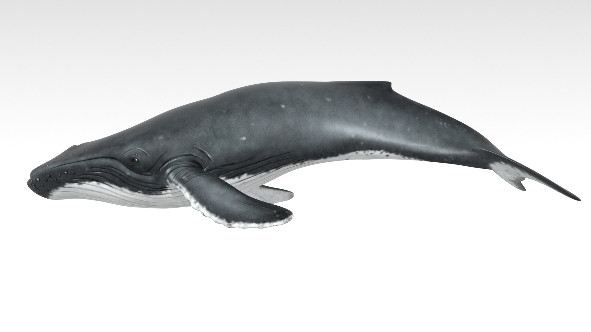 Humpback 3D model - TurboSquid 2176992