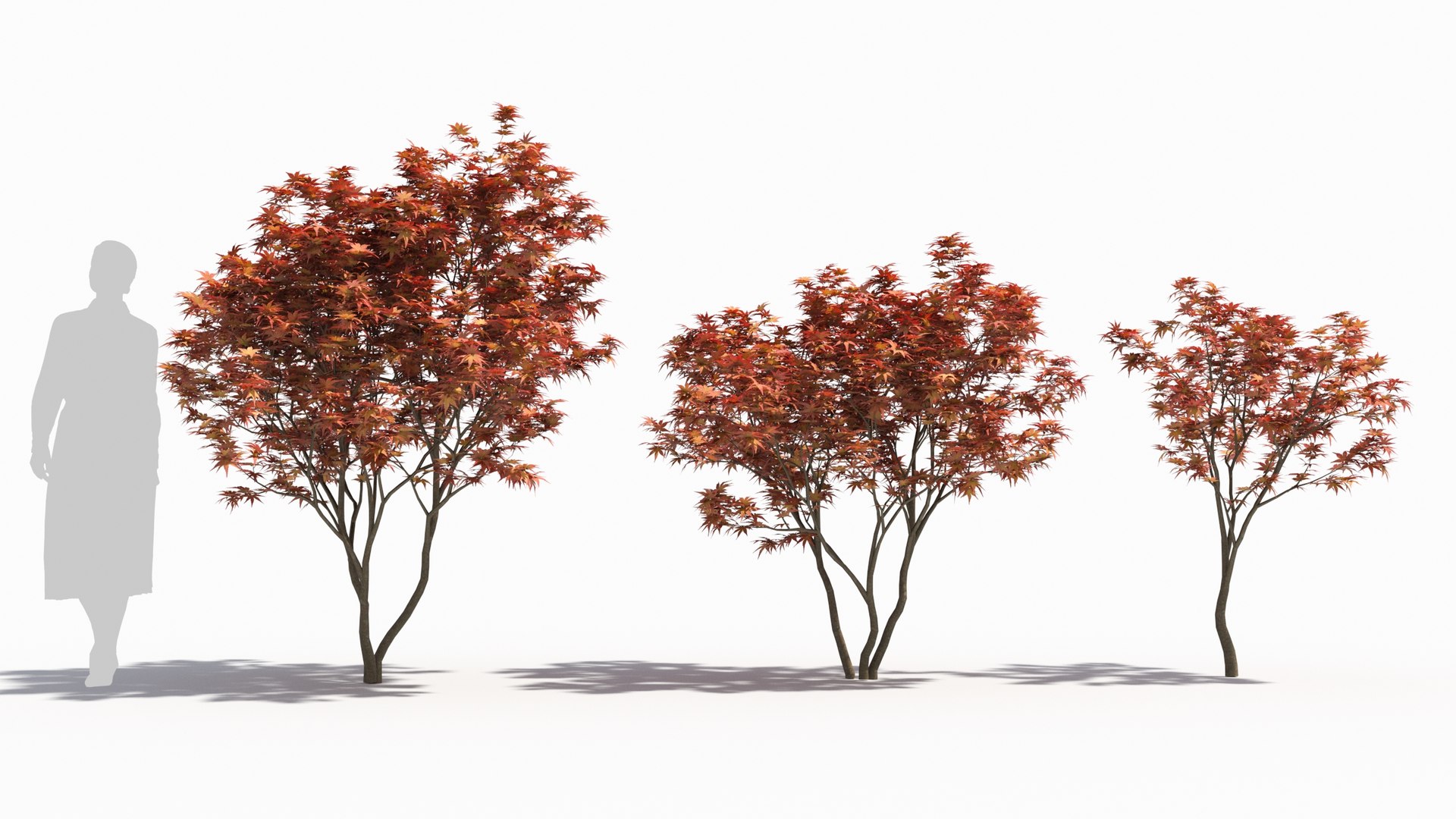 Acer Palmatum 3D Model - TurboSquid 2047990