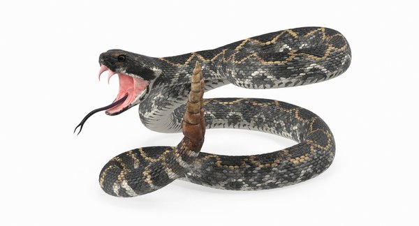 3D model dark rattlesnake attack pose - TurboSquid 1398397